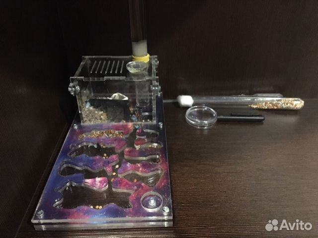 Муравейник с мурашами (жнецы с Маткой)