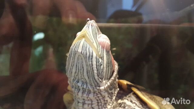 Отдам красноухую черепаху