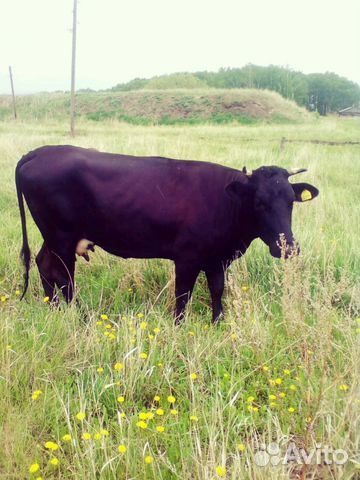 Продаю первотелку