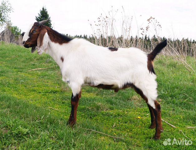 Лунно - пятнистый козлик