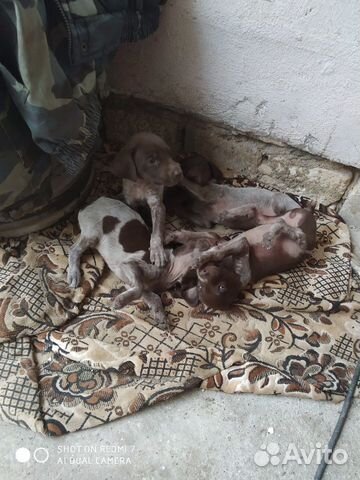 Щенки курцхаара