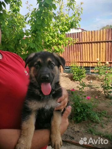 Европейская овчарка