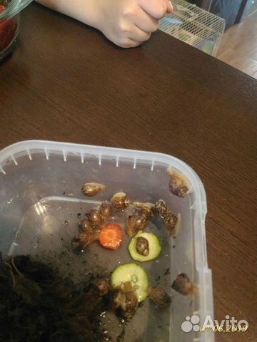 Улитки Ахитины