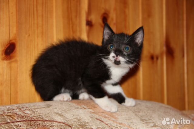 Носики курносики в добрые ручки