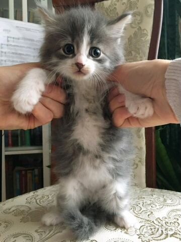 Плюшевый дымчатый мальчишка 1 мес