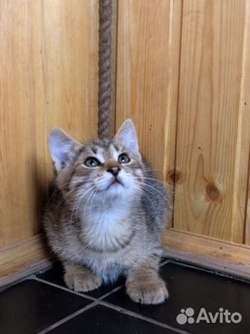 Отдам котёнка Том 1.5 мес мальчик