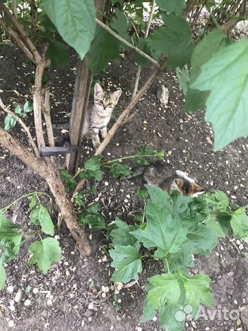 Пушистые хвостики ищут дом