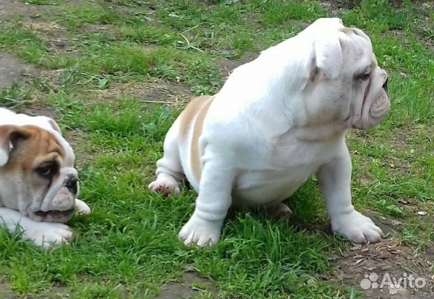Английские бульдоги