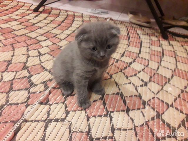 Котята шотланские