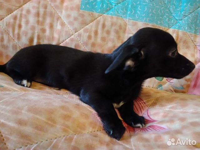 Полукровка такса,2 мес,девочка