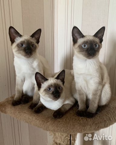 Котята меконгский бобтейл