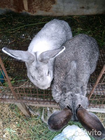 Кролл производитель