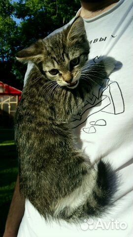 Котенок Ева приносит удачу