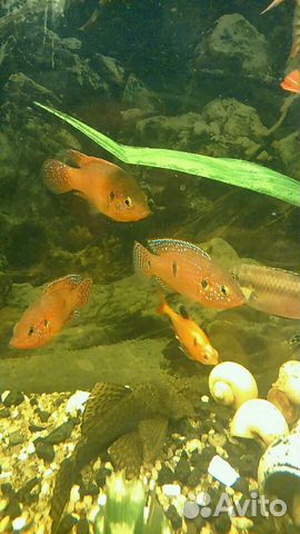 Продаю пару взрослых хромисов плодовитые фото реал