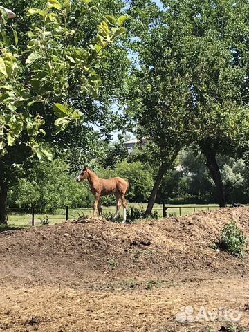 Арабские лошади
