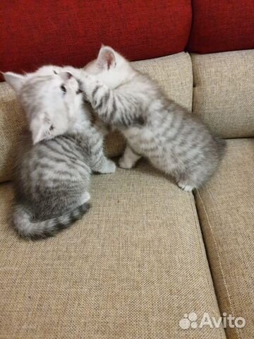 Котята Вискас