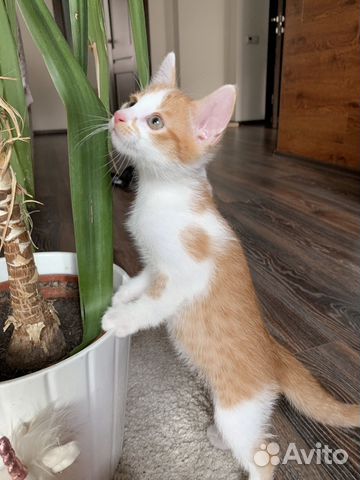 Прыгающий котёнок Матвей