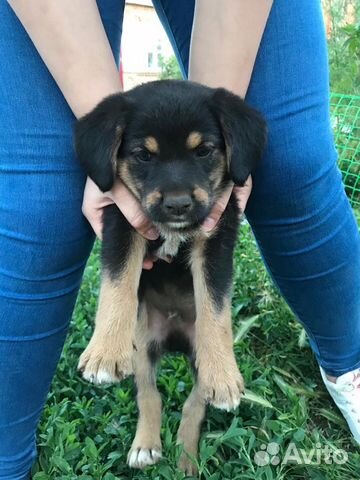Помесь ротвейлера, щенки