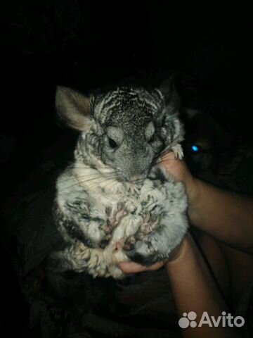 Продаются Шиншилы