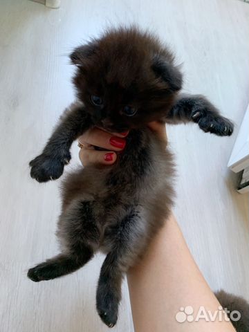 Котята полушотландцы