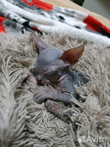 Продаётся котёнок