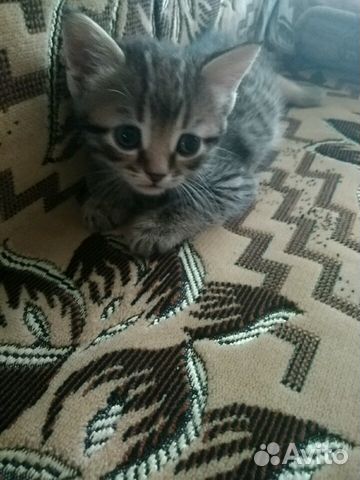 Отдам в добрые руки котенка