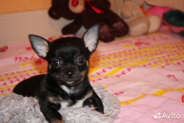 Щеночки чихуашки