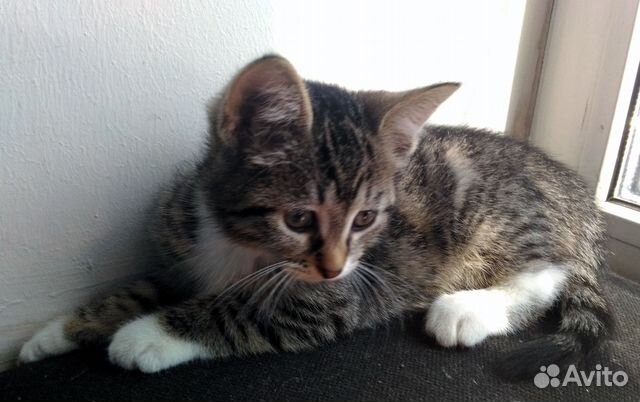 Луи Рассел Кроу