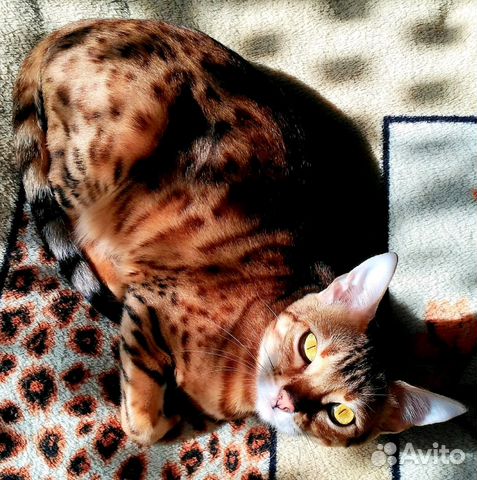 Бенгальская кошка