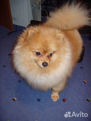 Вязка Немецкий цвергшпиц