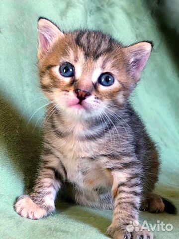 Малышка Линда и ее Мама ищут дом