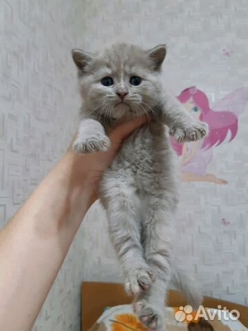 Продаются шотландские котятки
