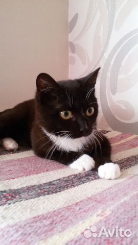 Котёнок Чижик ищет добрых и любящих хозяев
