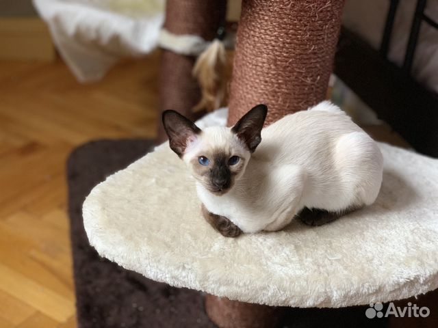 Булочка сиамка