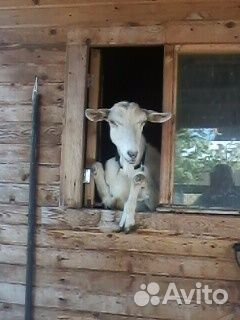 Дойная коза