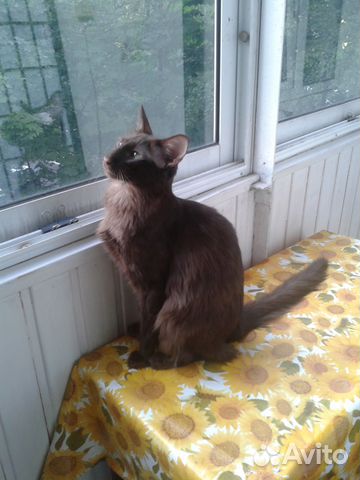 Яванез шоколадик