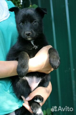 Щенок в добрые руки