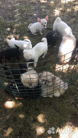 Щеночки разных пород