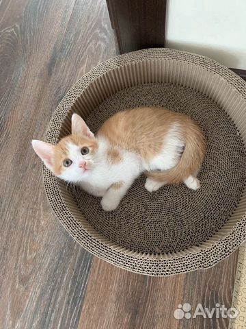 Счастливый котёнок Матвей