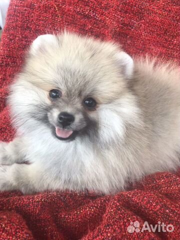 Щенки Шпица мини