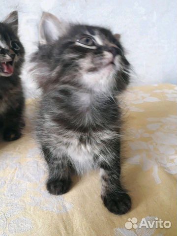 Милые крошки