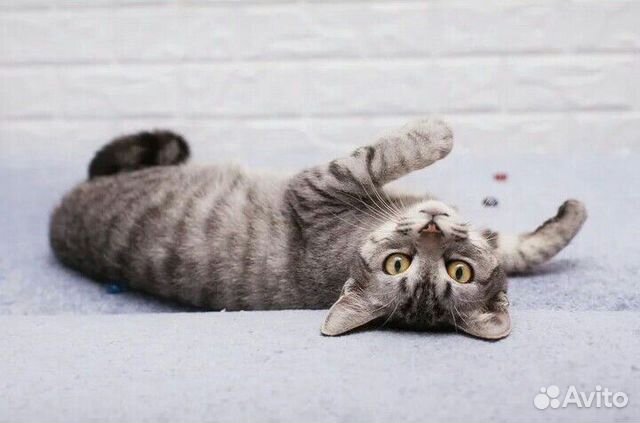 Киска окраса вискас ищет дом