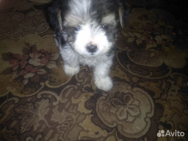 Продам щенков биверйорков