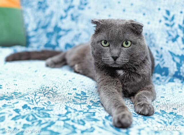 Ласковый кот Тёма в добрые руки