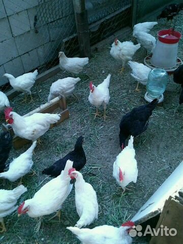 Петушки молодые