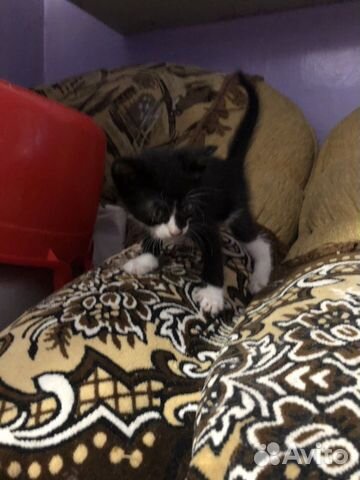 Котятки двор терьеры) черно-белый мальчик, остальн