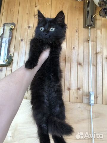 Котенок пушистый, девочка