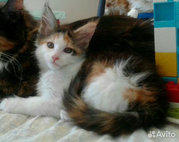 Котенок Мейнкун Черпашка