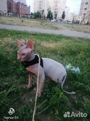 Канадский сфинкс