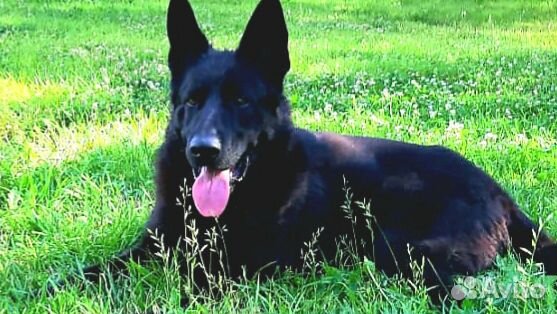 Немец на вязку